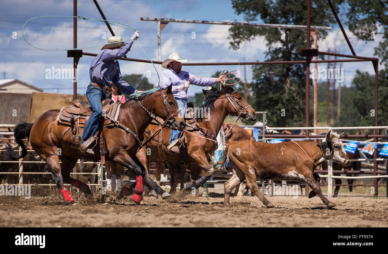 Calf roping action at a rodeo in Cottonwood, California Stock Photo - Alamy