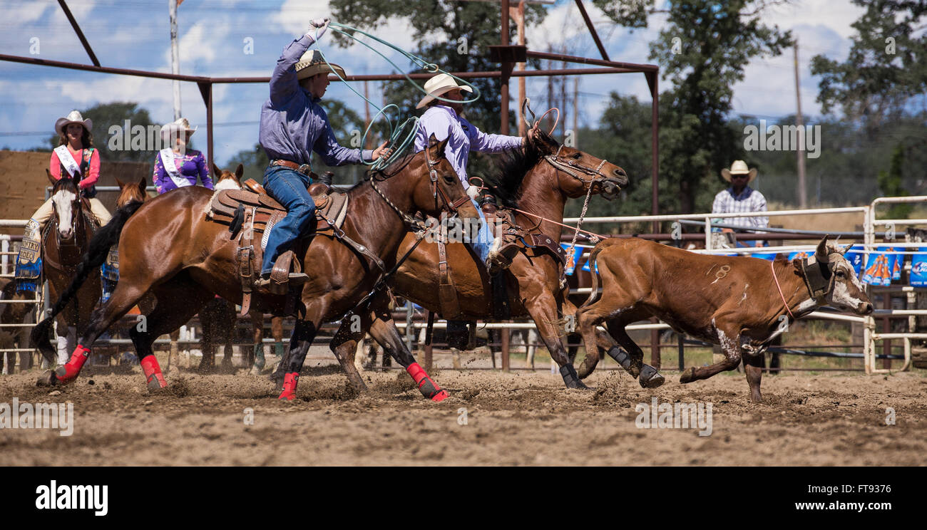 Calf roping action at a rodeo in Cottonwood, California Stock Photo - Alamy