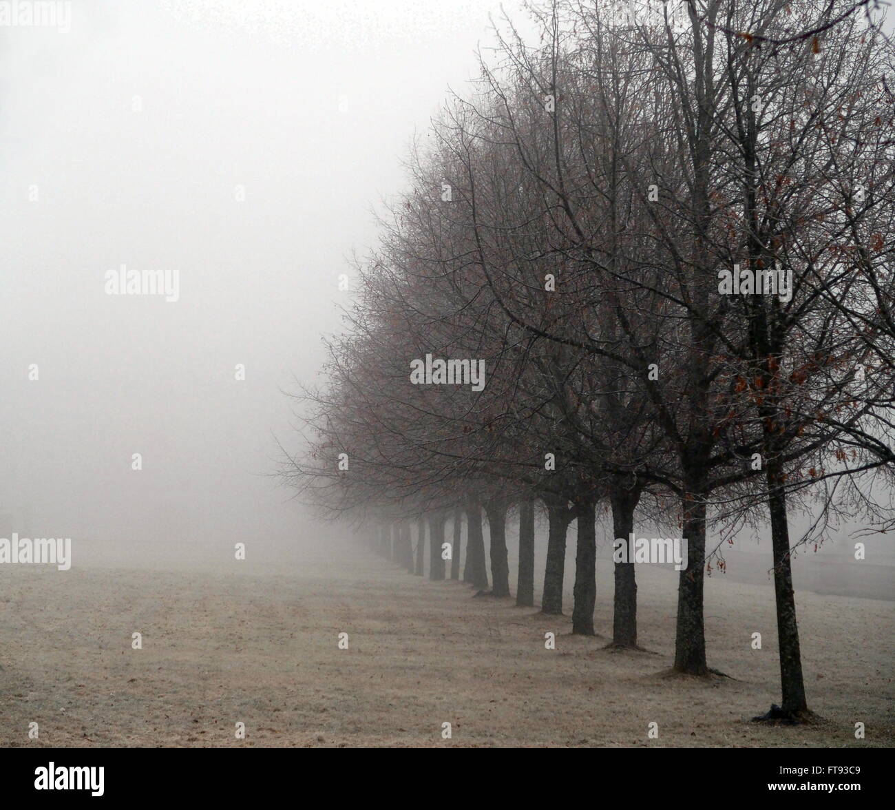 A row of trees in a foggy landscape Stock Photo - Alamy