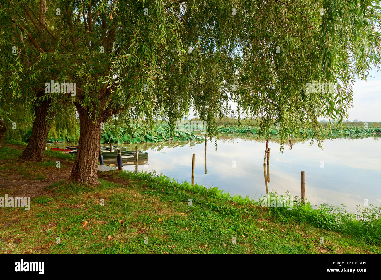 Lotus tree hi-res stock photography and images - Alamy