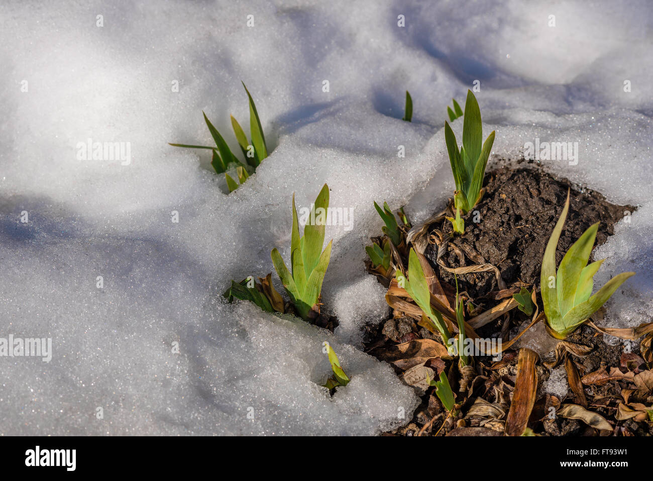 Flowers growing through the snow in february Stock Photo - Alamy