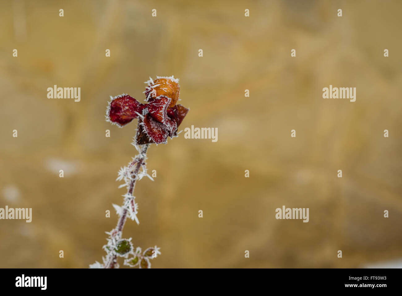 Red rose covered with frost during winter time Stock Photo - Alamy