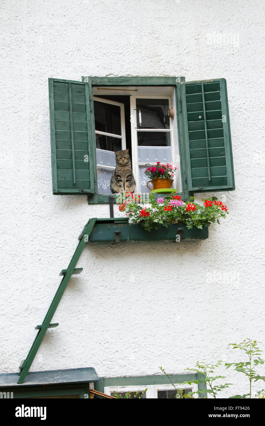 Top cat hi-res stock photography and images - Alamy
