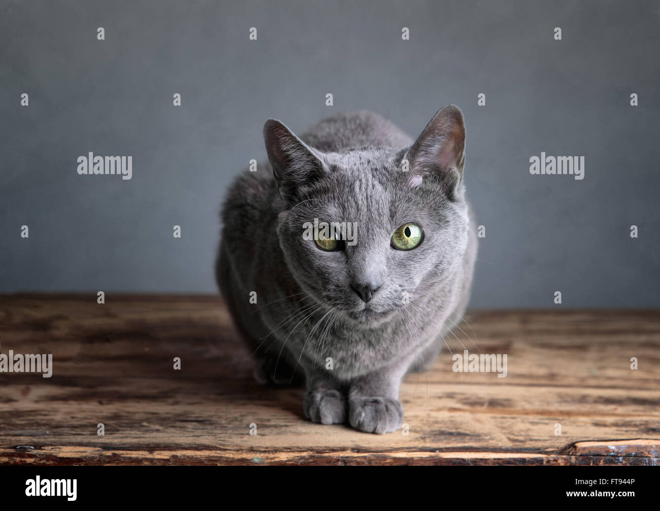 Portrait of a purebred Russian Blue Cat Stock Photo - Alamy