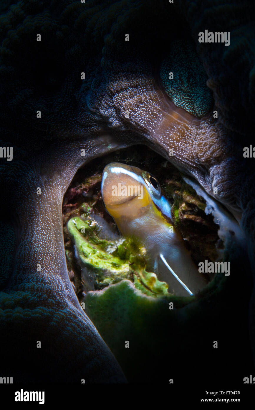 Sabretooth blenny hi-res stock photography and images - Alamy