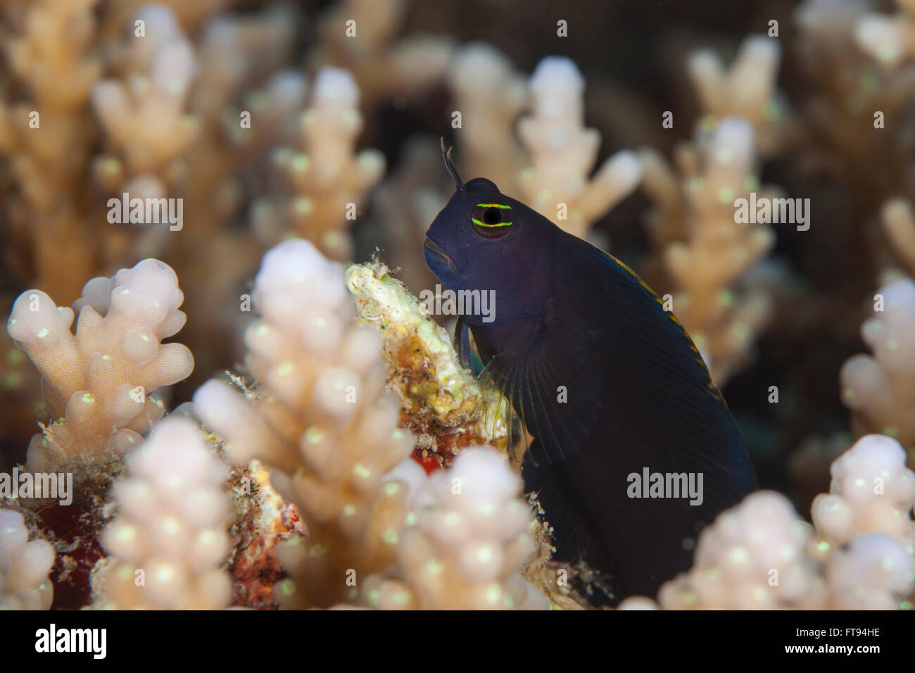 Sea Chestnut High Resolution Stock Photography and Images - Alamy