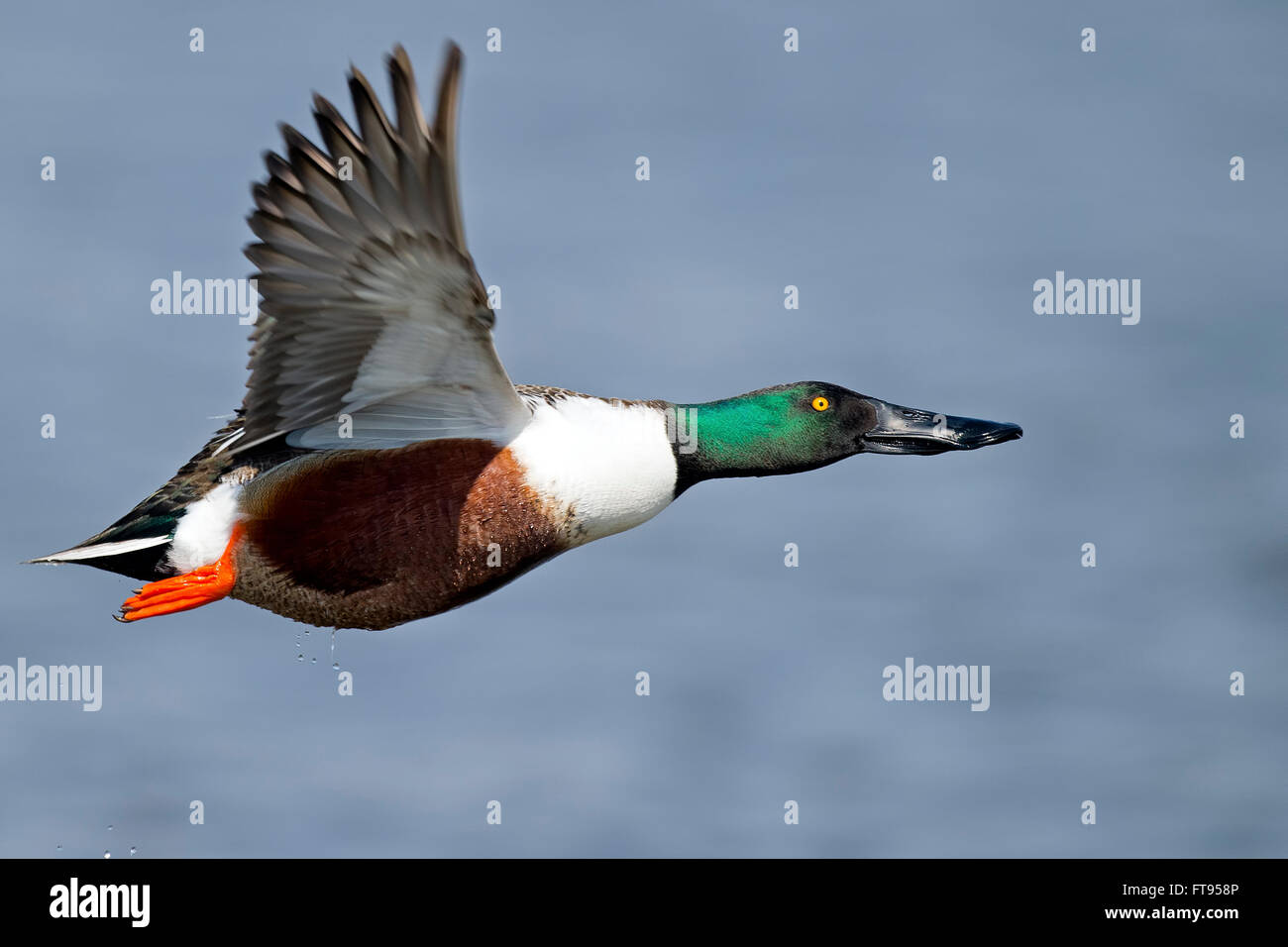 Male Northern Shoveler in Flight Stock Photo - Alamy