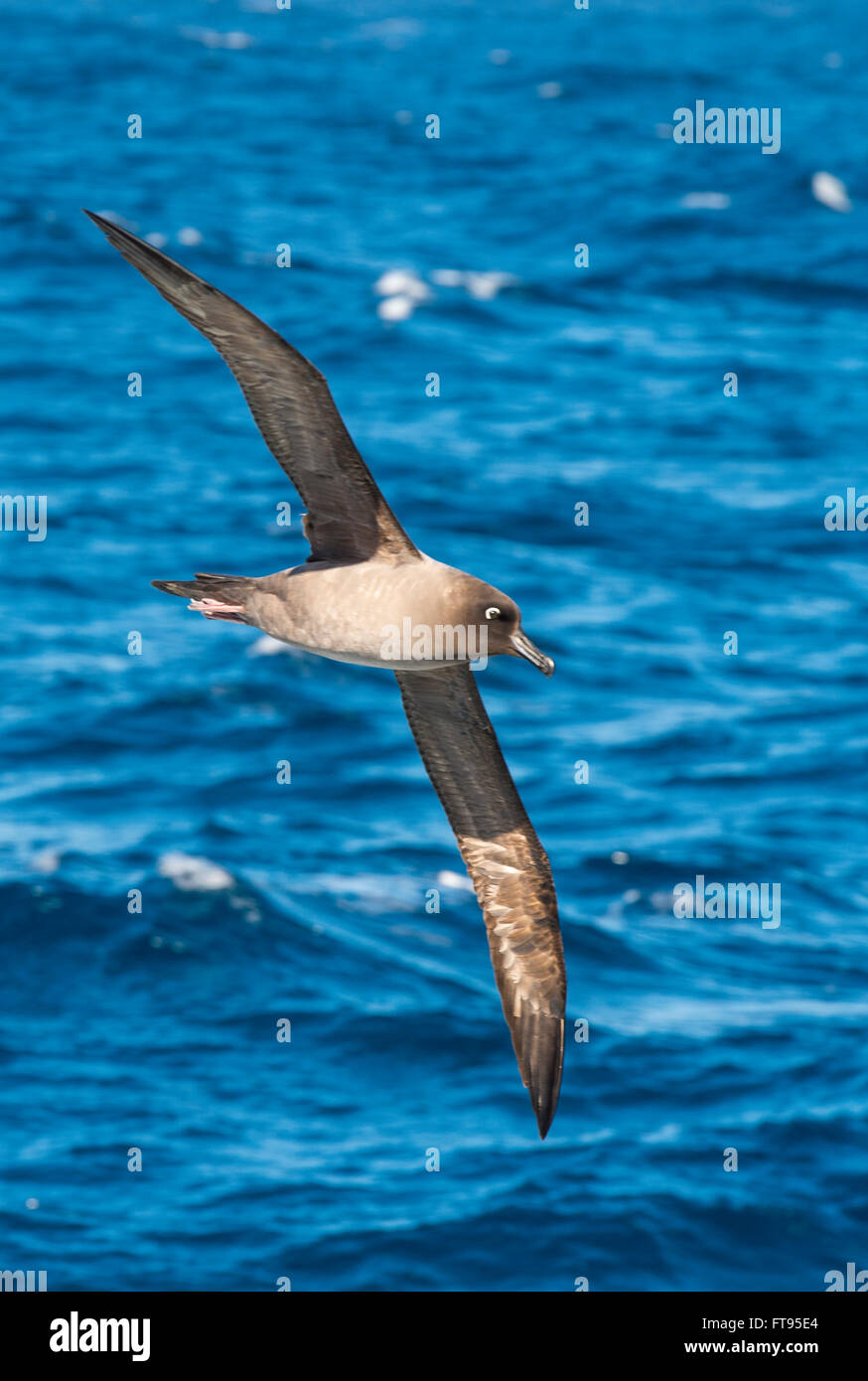 The albatross hi-res stock photography and images - Alamy