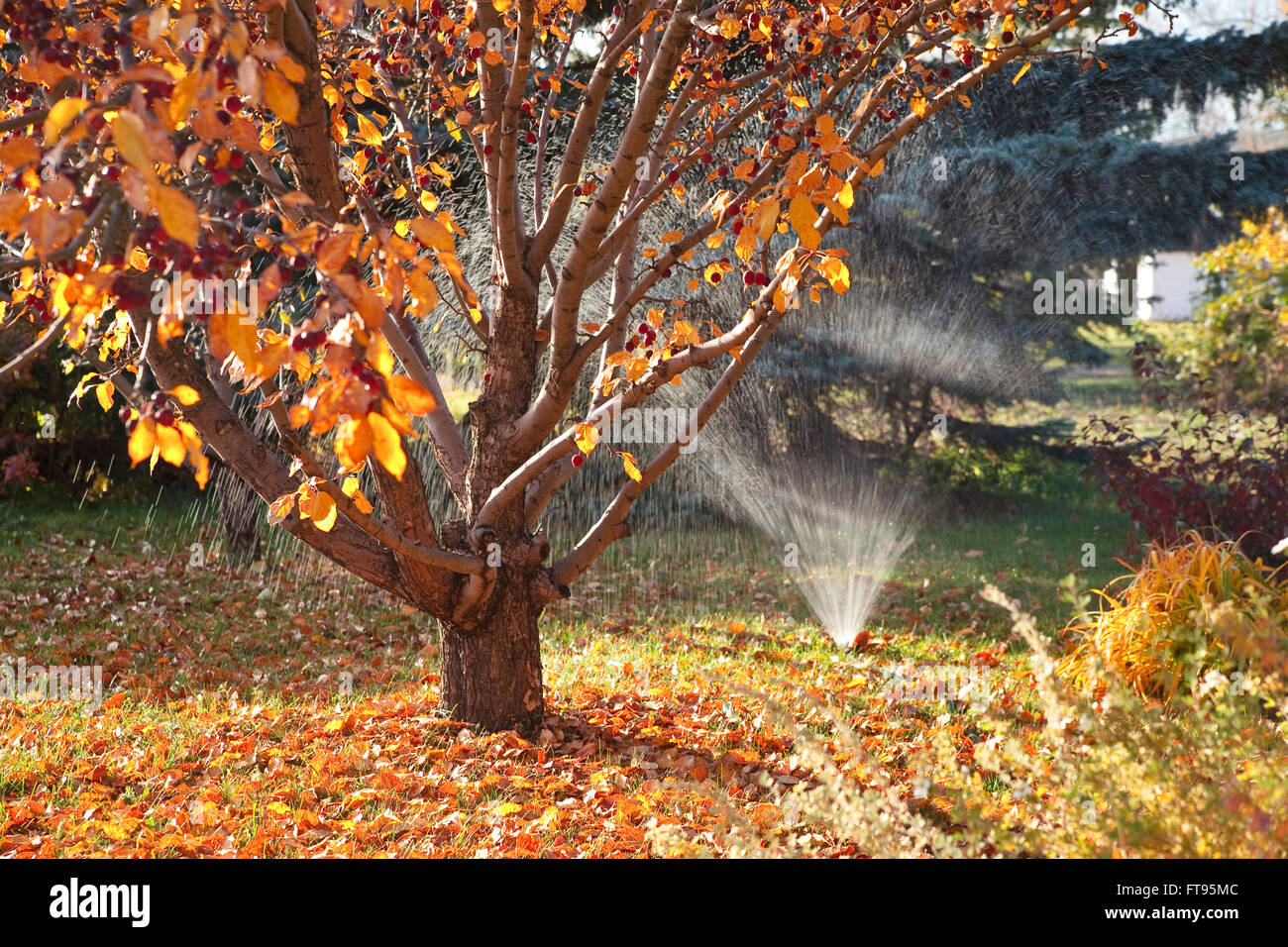 Tree sprinkler hi-res stock photography and images - Alamy