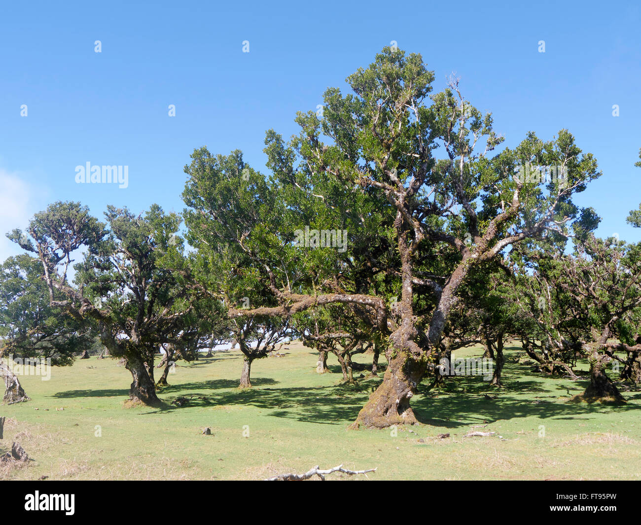 Madeira trees hi-res stock photography and images - Alamy