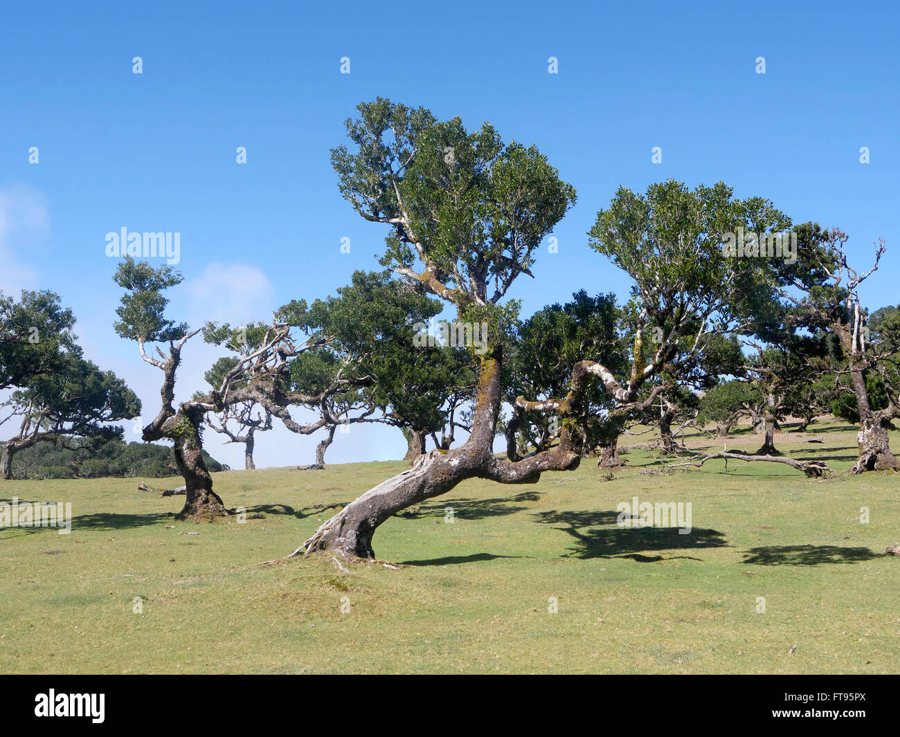 Madeira trees hi-res stock photography and images - Alamy