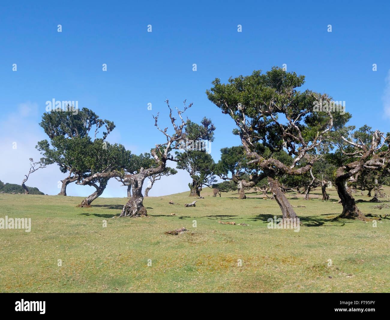 Madeira trees hi-res stock photography and images - Alamy