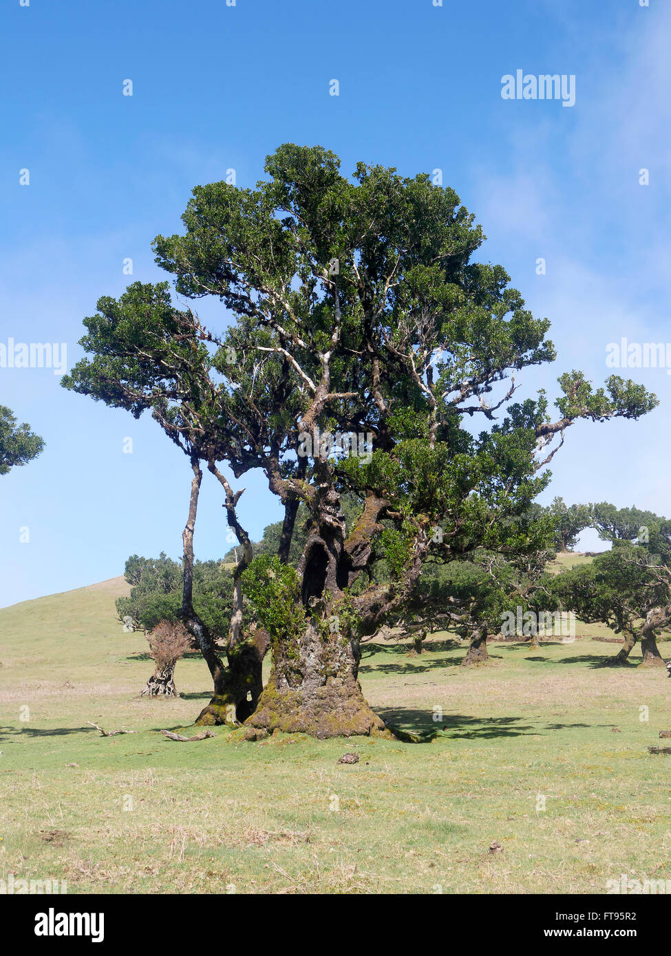 Madeira trees hi-res stock photography and images - Alamy