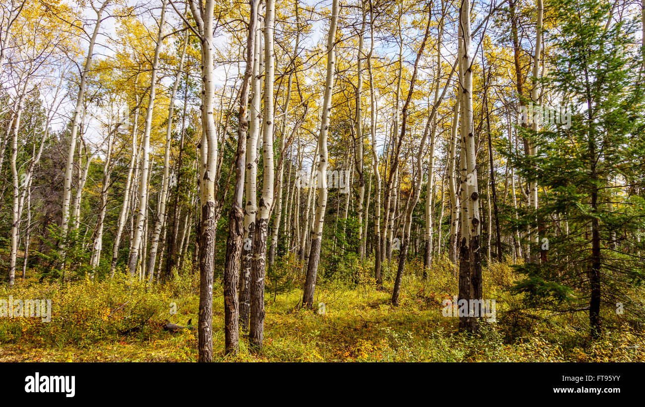 The arboreal forest of Jasper National Park in the Canadian Rocky ...