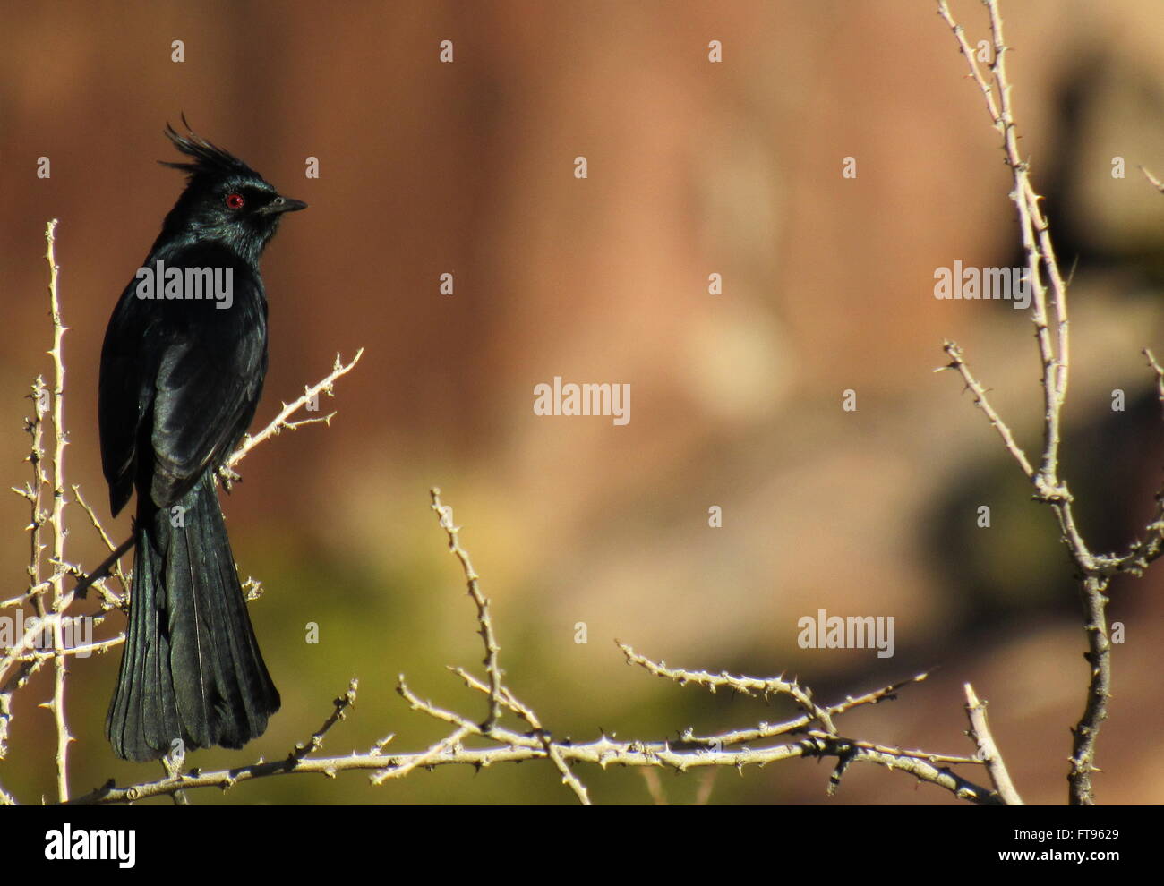 Black eyes bird hi-res stock photography and images - Alamy