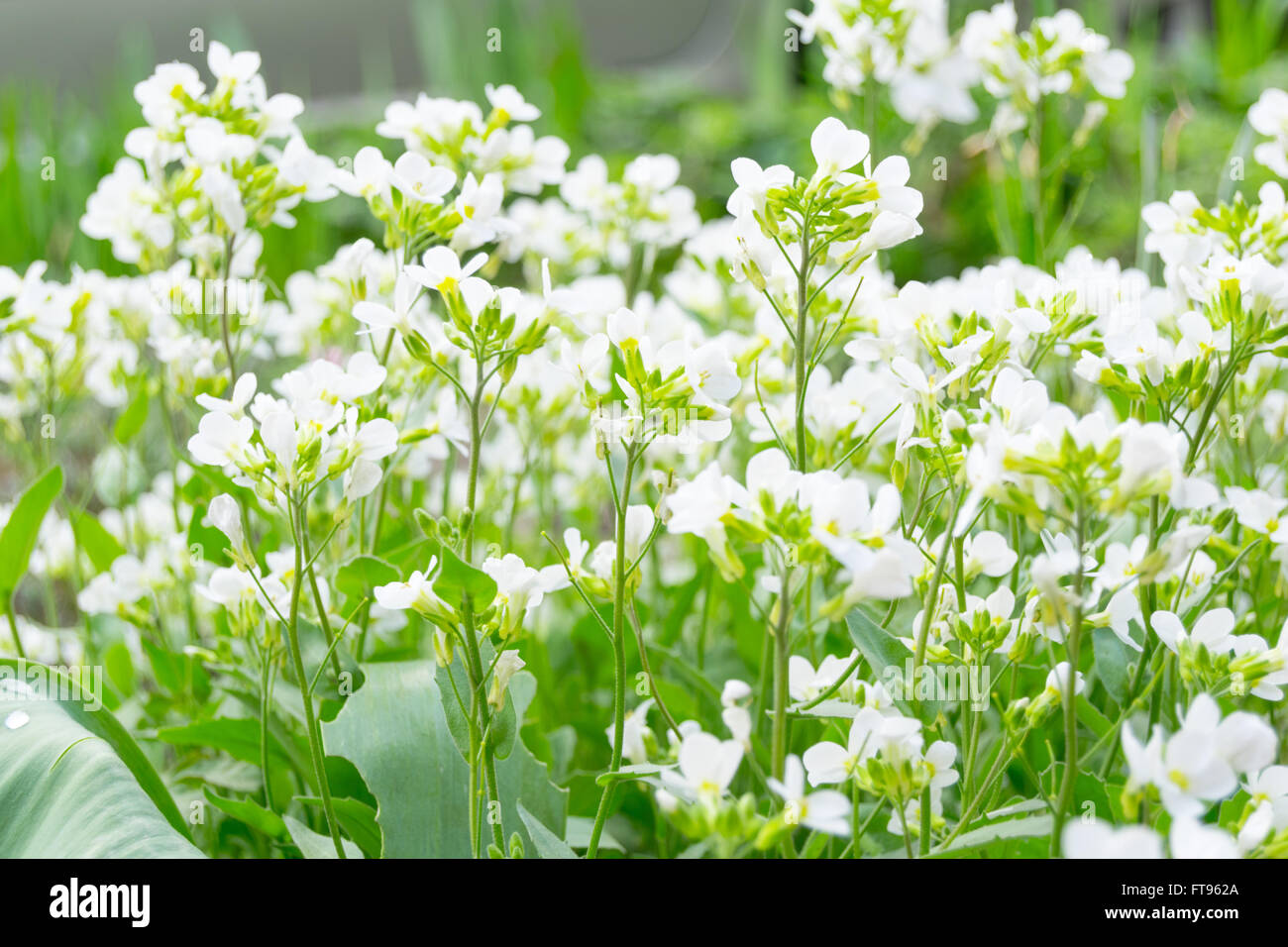 Beautiful environment hi-res stock photography and images - Alamy