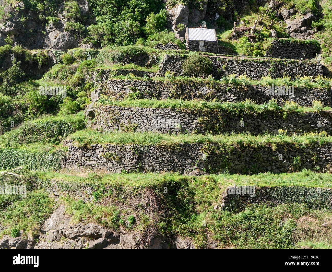 Terracing for growing crops, South Madeira, March 2016 Stock Photo - Alamy