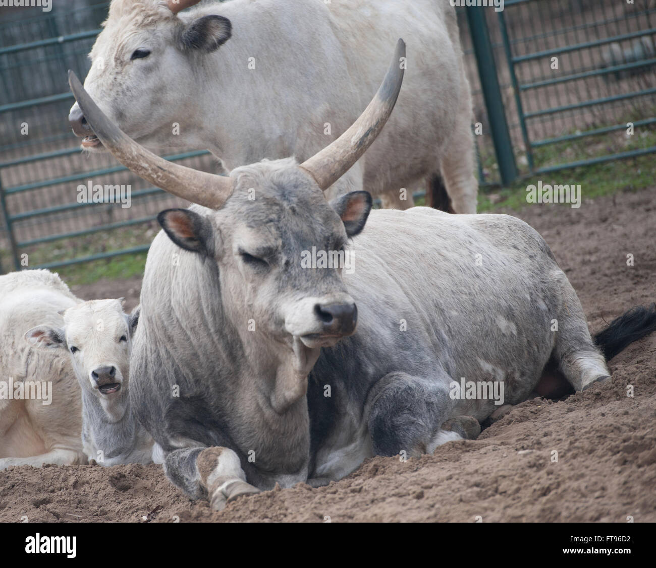 A Hungarian Grey cow with its young in its enclosure at the zoo in ...