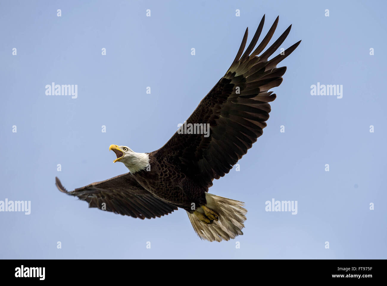 Bald eagle act hi-res stock photography and images - Alamy