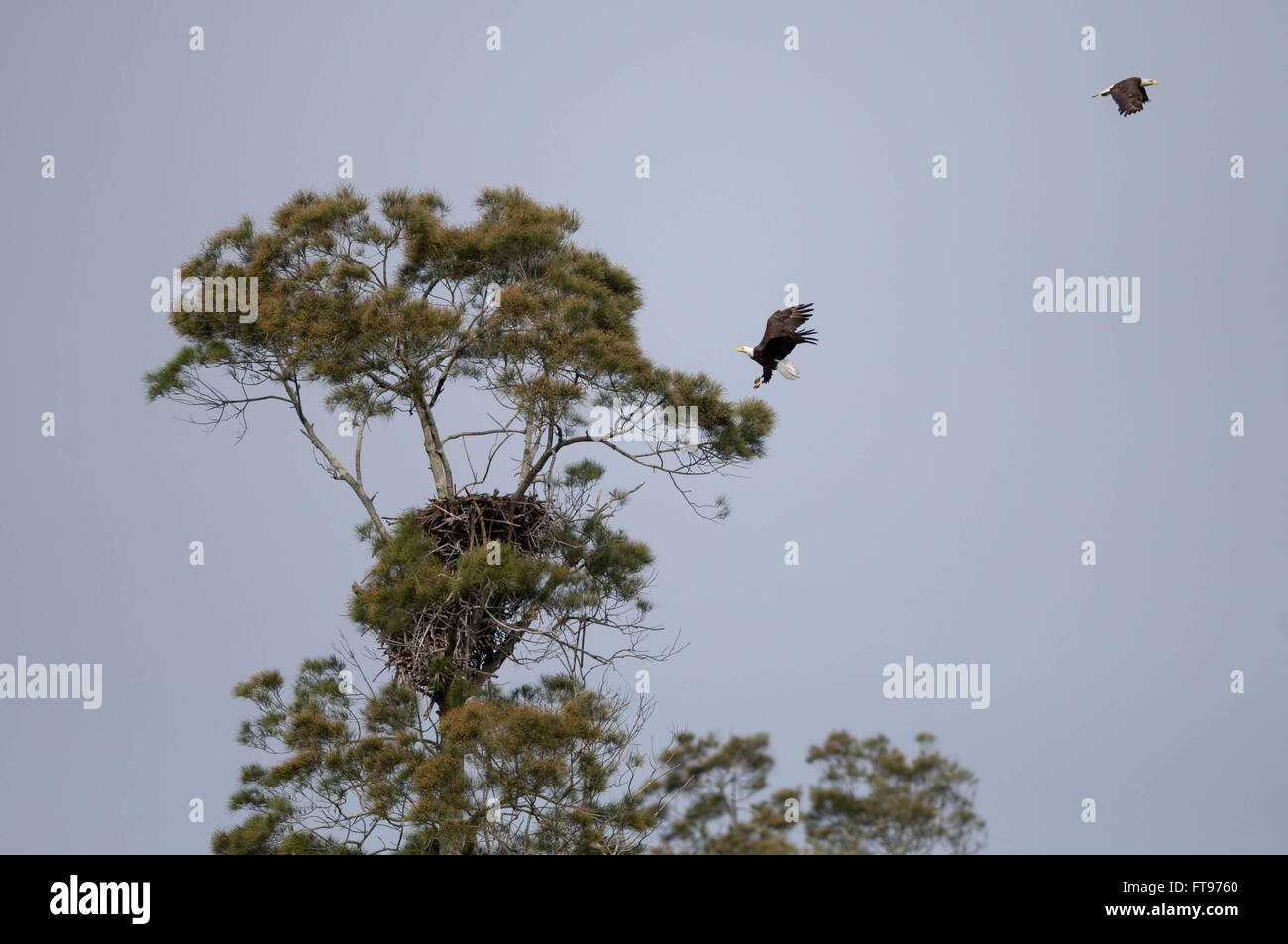 Bald eagle protection act hi-res stock photography and images - Alamy