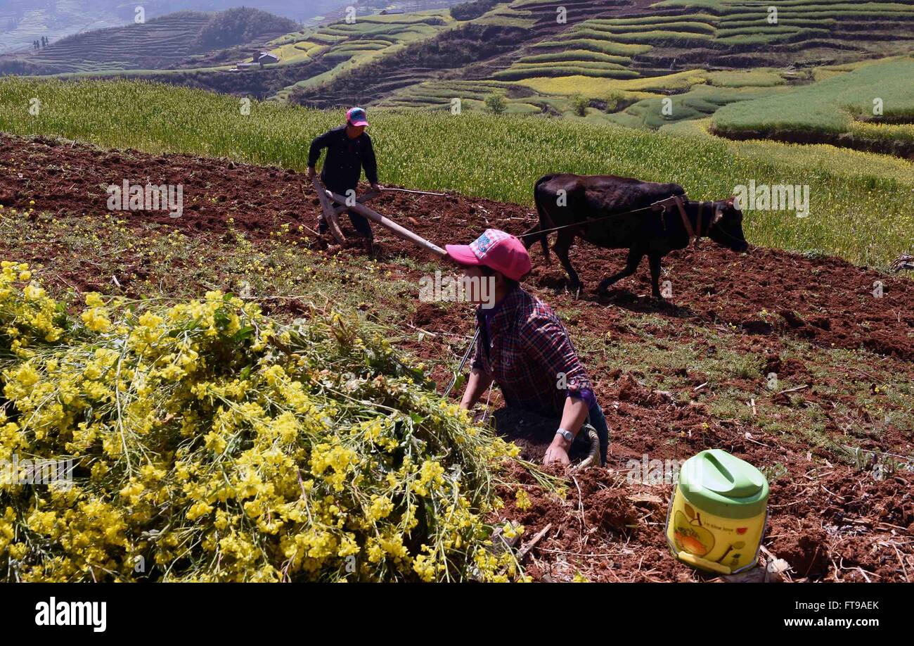 Luoping, China's Yunnan Province. 25th Mar, 2016. Local peasants plow ...