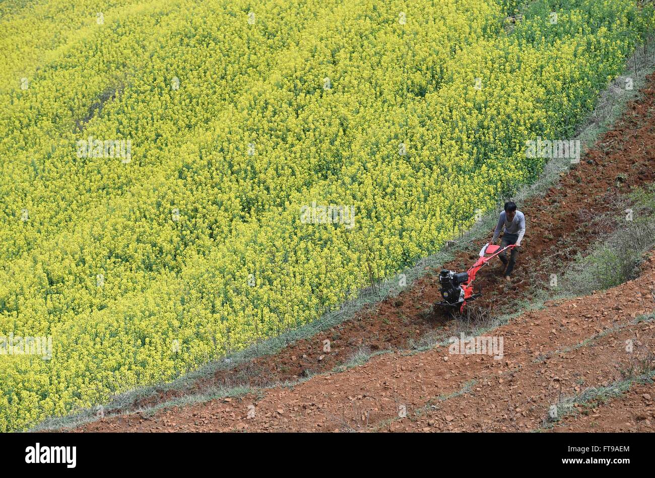Luoping, China's Yunnan Province. 25th Mar, 2016. A peasant plows his ...