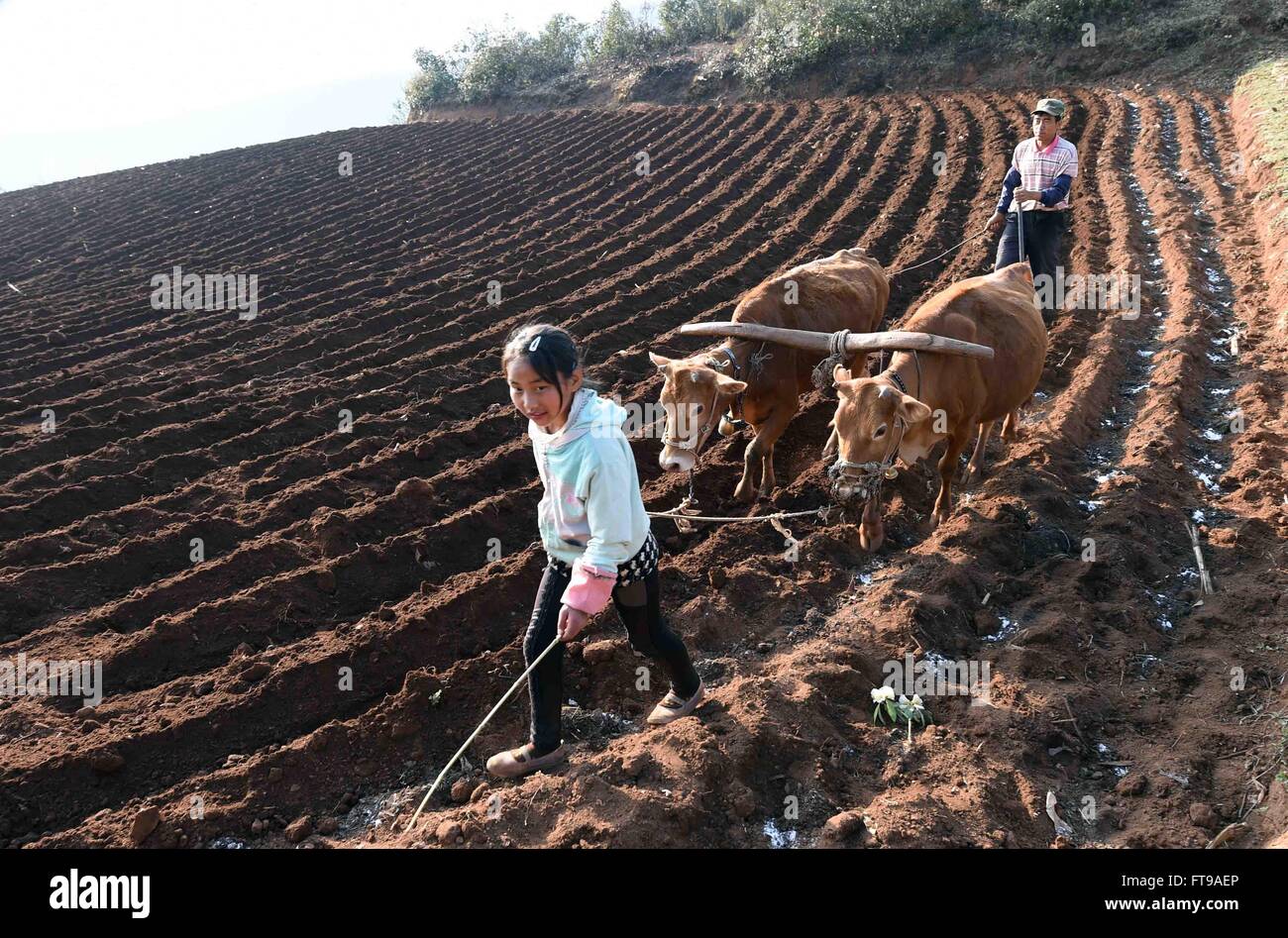 Luoping, China's Yunnan Province. 25th Mar, 2016. Local peasants plow ...