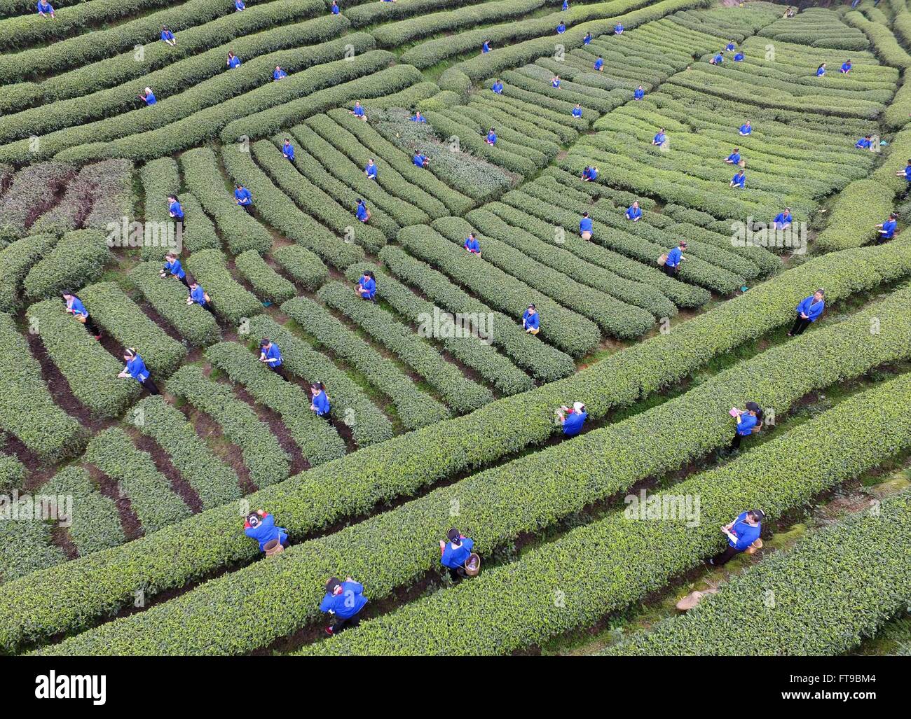 Sanjiang, China's Guangxi Zhuang Autonomous Region. 26th Mar, 2016 ...