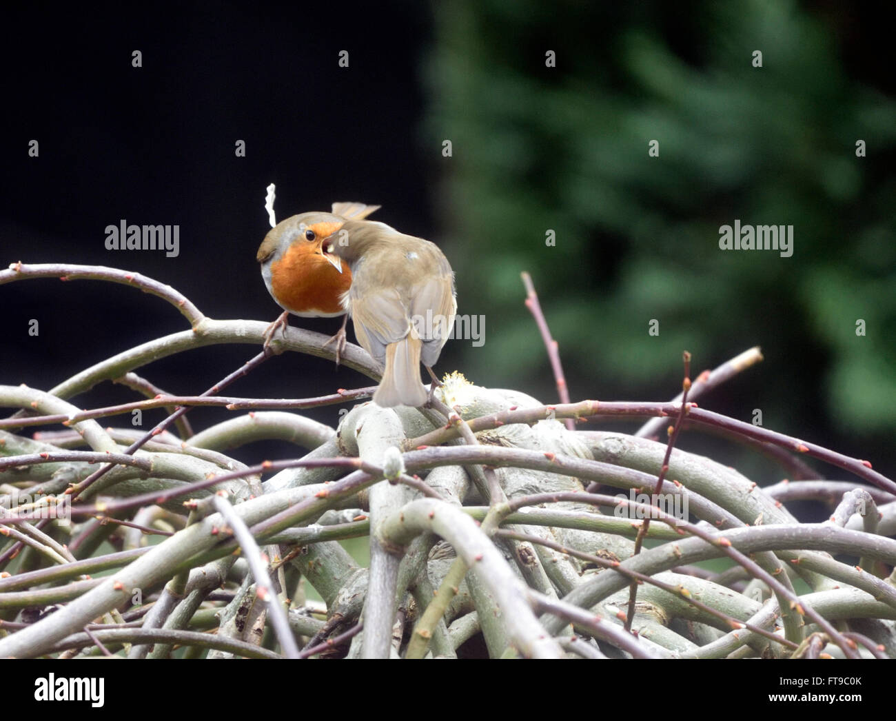 Robin fledgling uk hi-res stock photography and images - Alamy