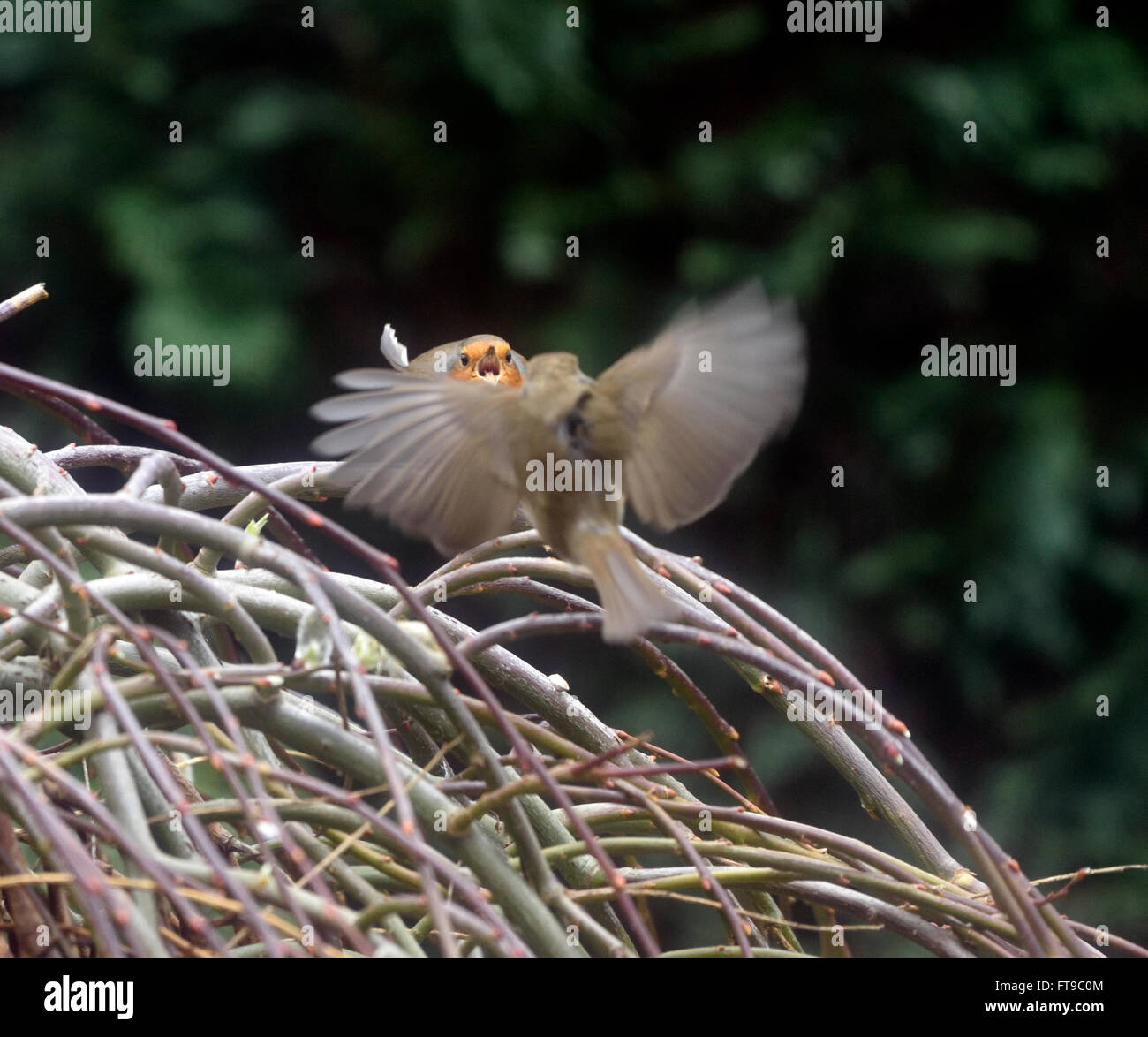 Manchester UK 26th March 2016 A fledgling robin takes food from the ...