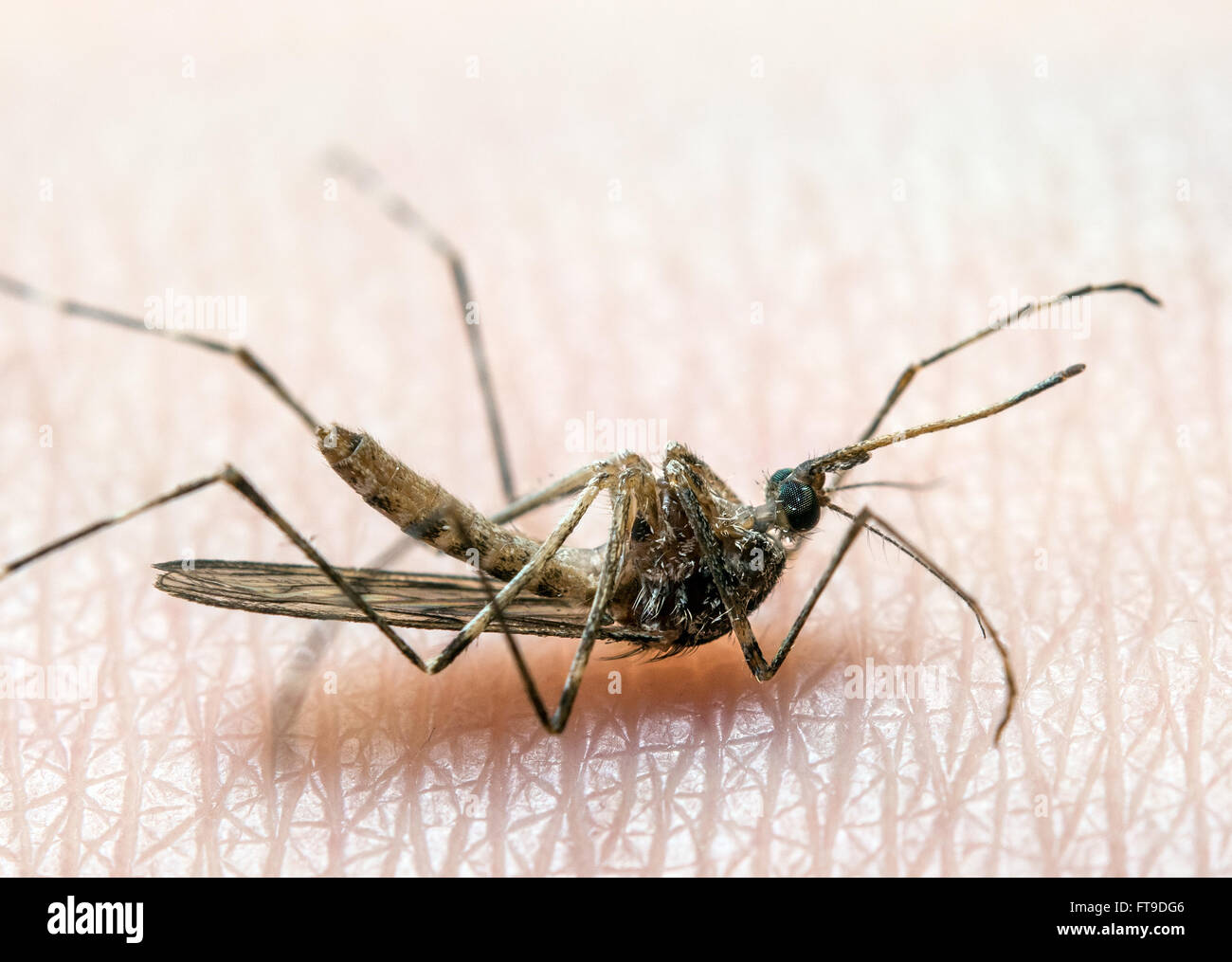 Dead Mosquito Stock Photos & Dead Mosquito Stock Images - Alamy