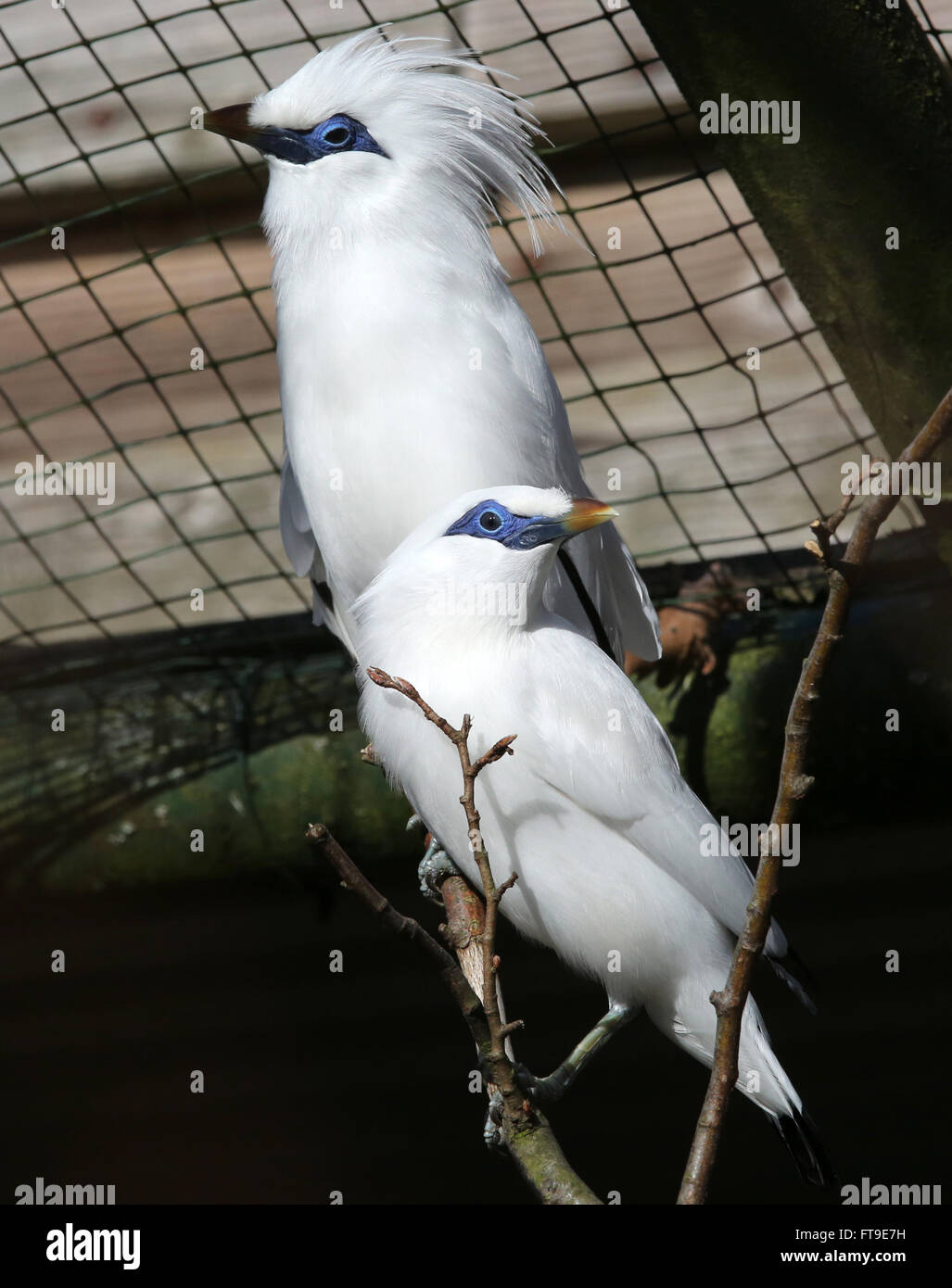 Two mynas hi-res stock photography and images - Alamy