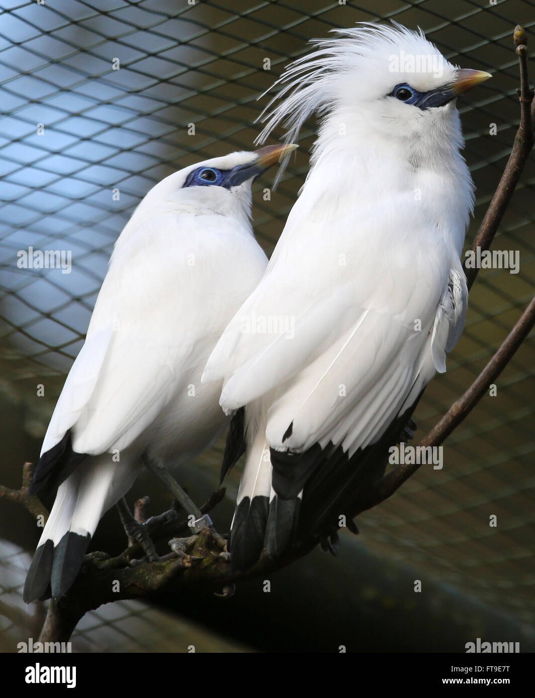 Two mynas hi-res stock photography and images - Alamy