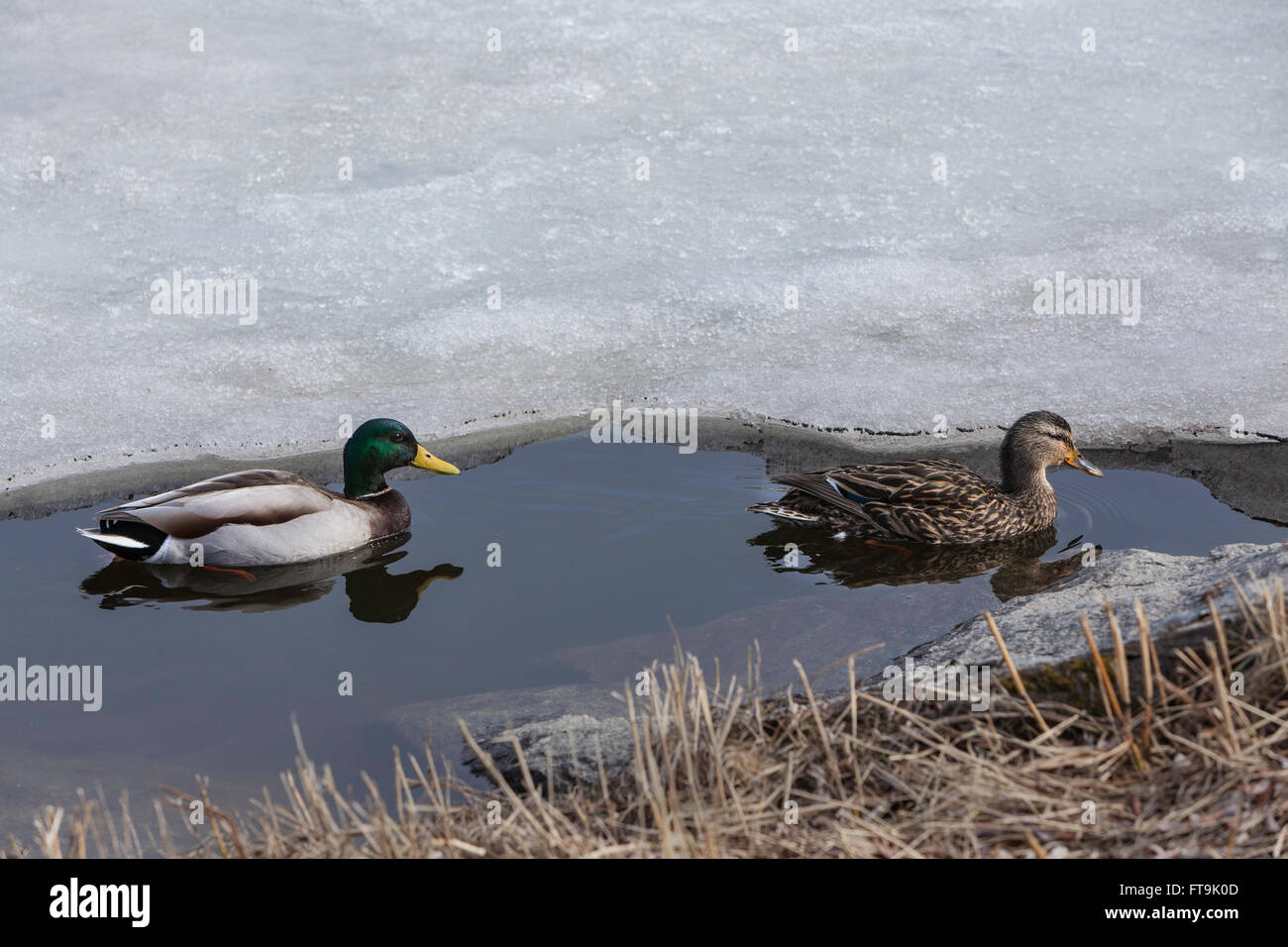 Spring ducks hi-res stock photography and images - Alamy