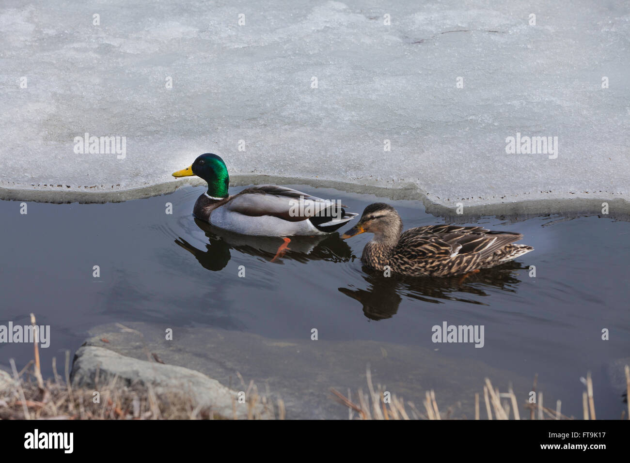 Canadian Ducks taking advantage in the breaking ice seeking water in ...