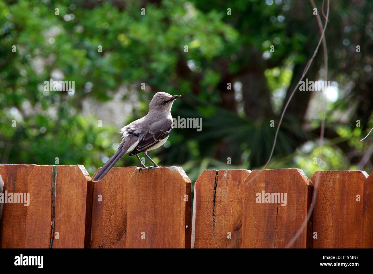 Mockingbird profile hi-res stock photography and images - Alamy