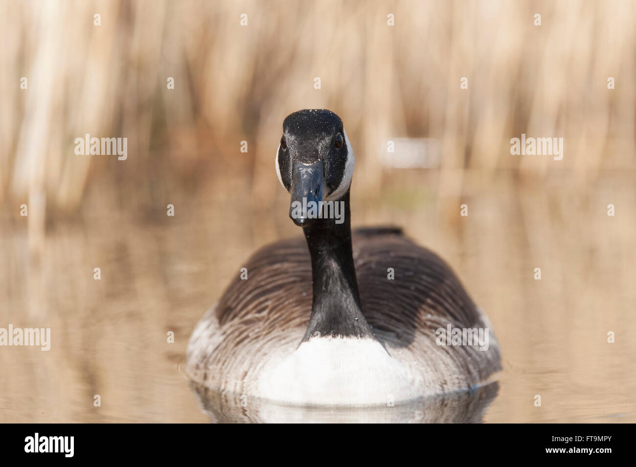 Canada goose close up, taken in the UK Stock Photo - Alamy