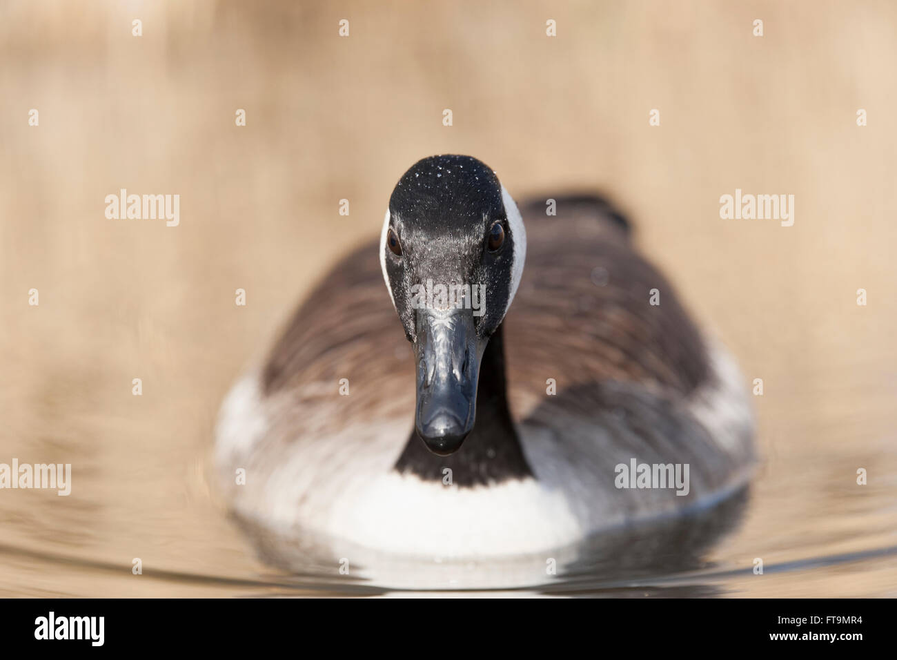 Canada goose close up, taken in the UK Stock Photo - Alamy