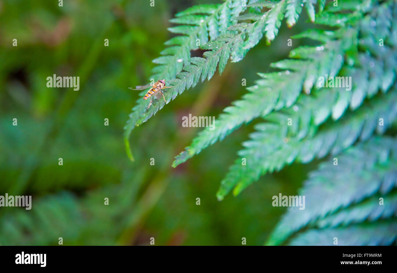 Insect on fern hi-res stock photography and images - Alamy