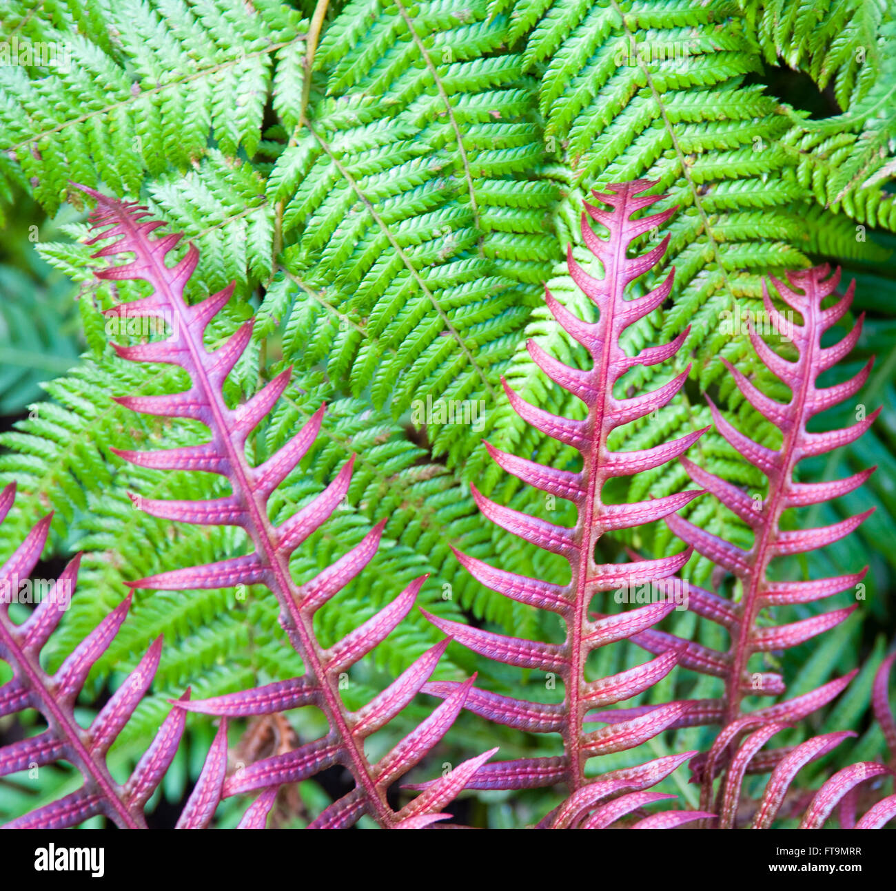Fern filicophyta pteridophyta hi-res stock photography and images - Alamy