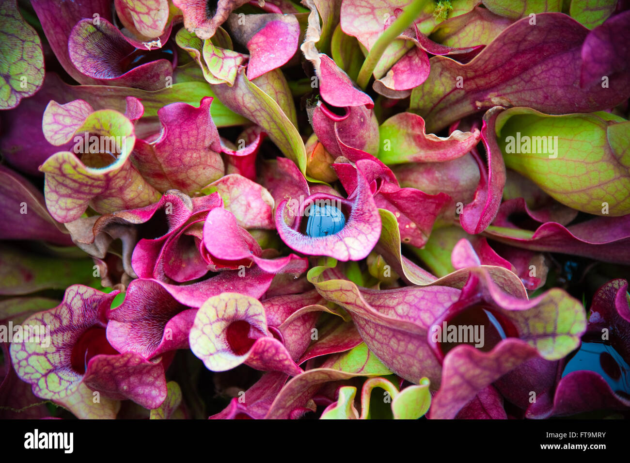 Pitcher plant with bug hi-res stock photography and images - Alamy