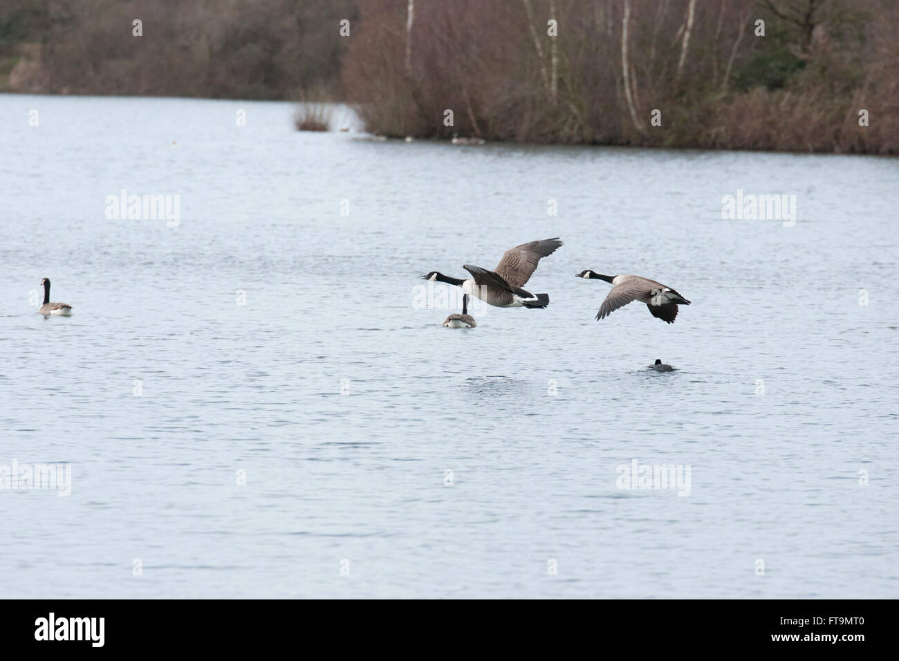 Canada geese flying Stock Photo - Alamy