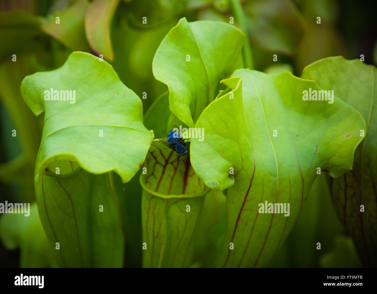Black pitcher plant light hi-res stock photography and images - Alamy