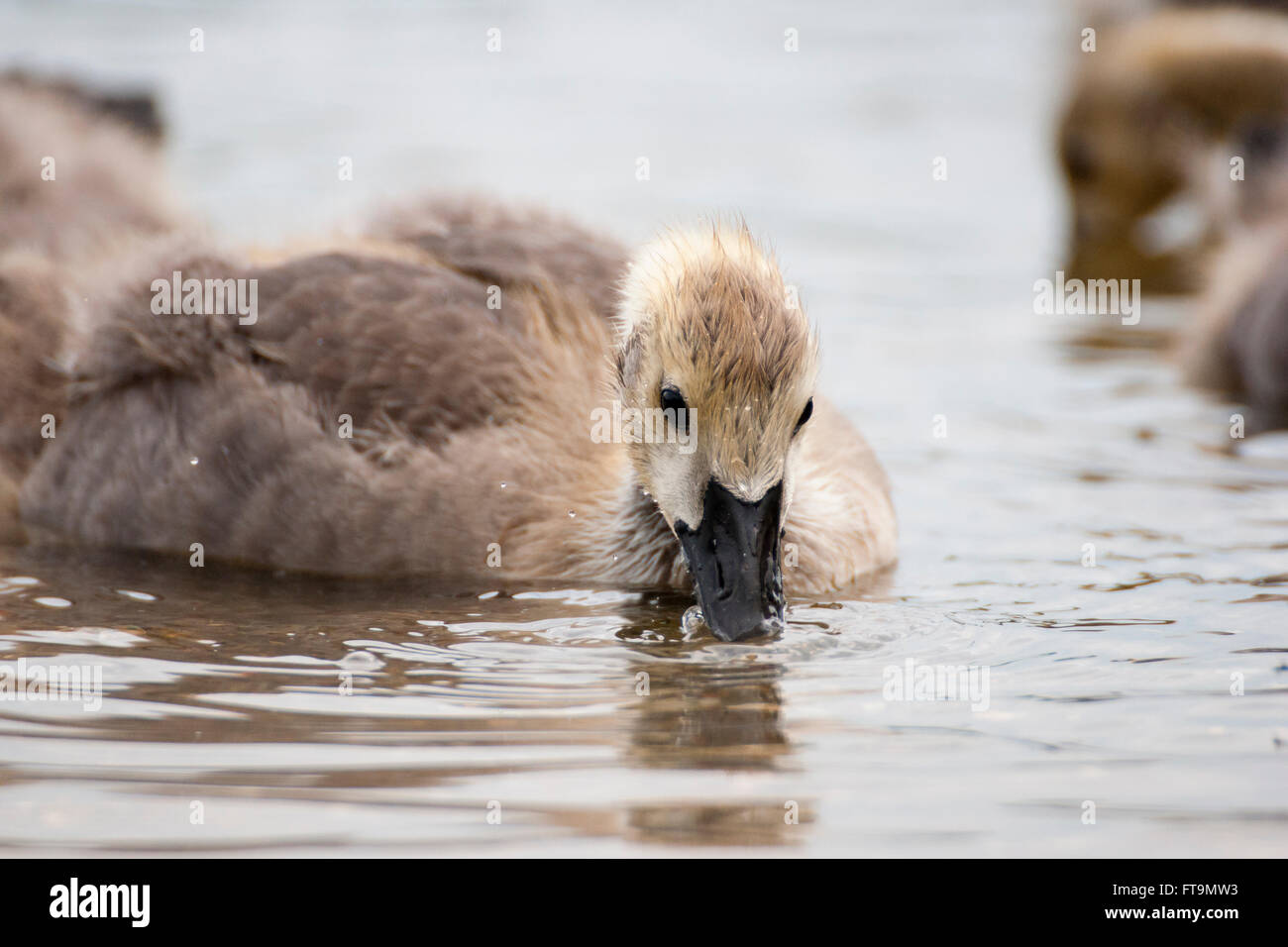 Canada goose gosling Stock Photo - Alamy