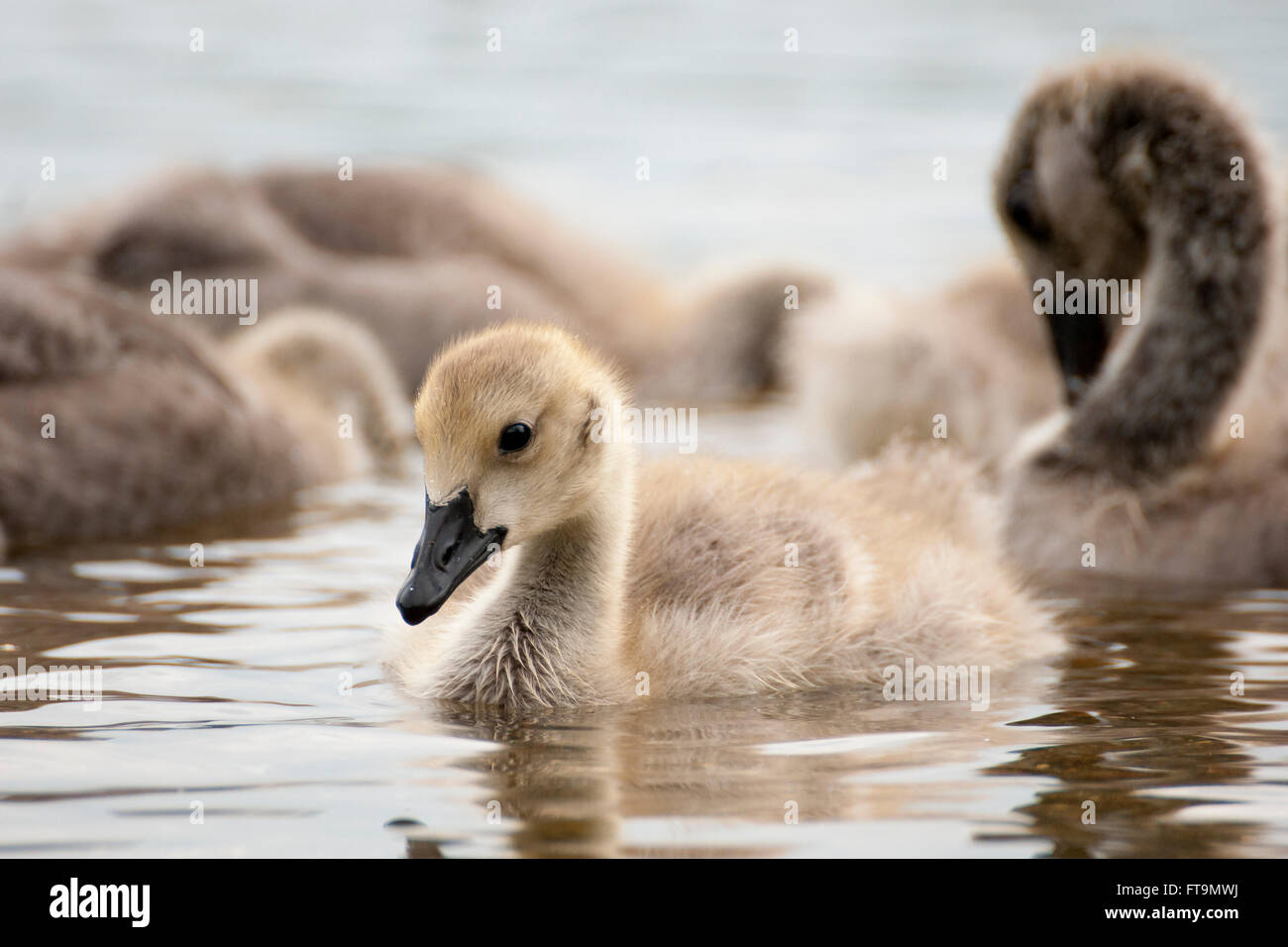 Canada gosling beautiful bird hi-res stock photography and images - Alamy