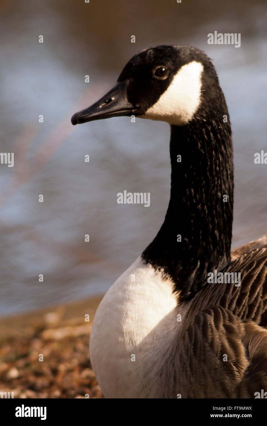 Canada goose head with a water background hi-res stock photography and ...