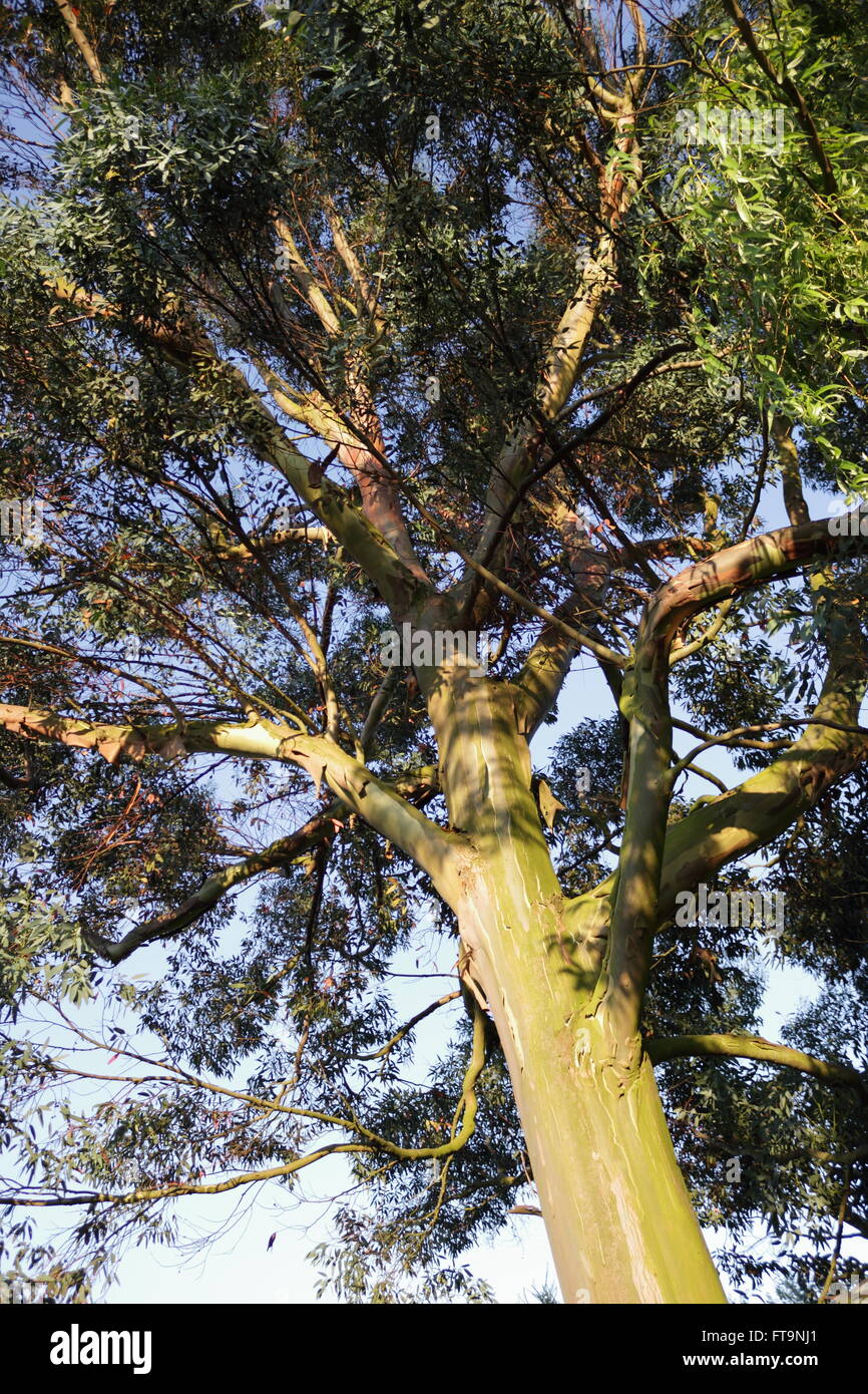 Eucalyptus gum tree in full English summer leaf, bark peeling against a ...