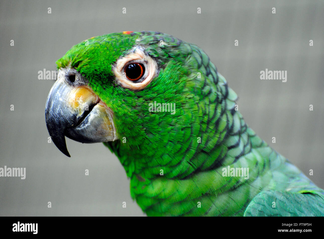 Blue Fronted Amazon Stock Photos & Blue Fronted Amazon Stock Images - Alamy