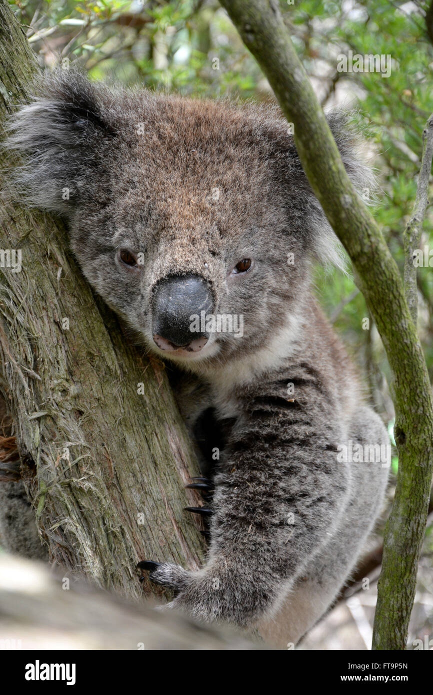Koala on eucalyptus tree Stock Photo - Alamy