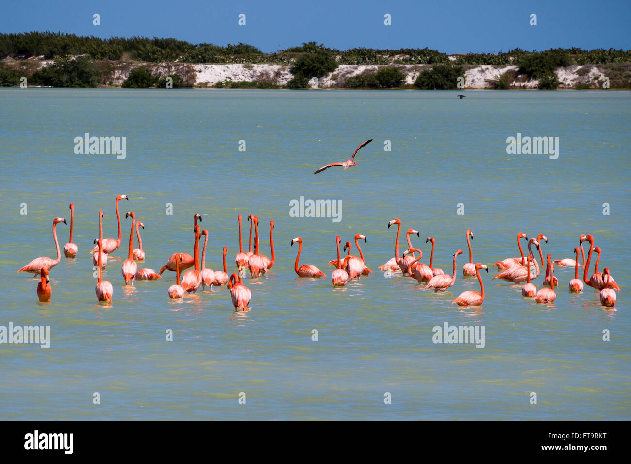 Flamingo Flock Fly by. A small flock of flamingos rests and preens in ...